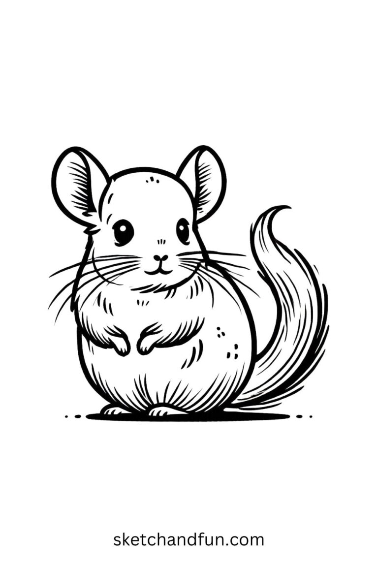 40+ Easy Cute Chinchilla Drawing Ideas - Sketch and Fun